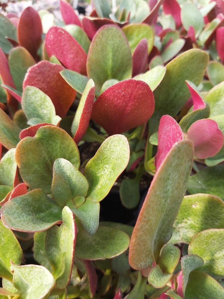 Crassula multicava 'Ngabara' – Penberth Plants