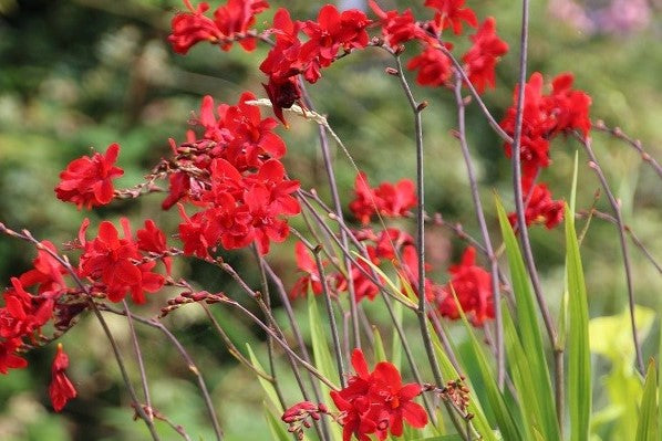 Crocosmia 'Hellfire' – Penberth Plants