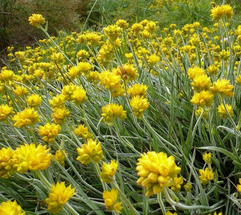 Conostylis candicans – Penberth Plants