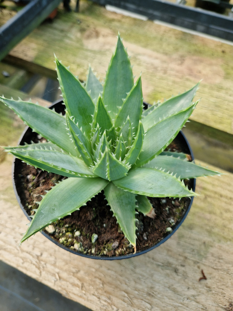 Aloe polyphylla 'The Spiral Aloe' – Penberth Plants