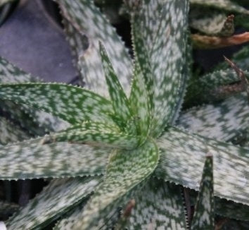 Aloe 'Snowflake' – Penberth Plants