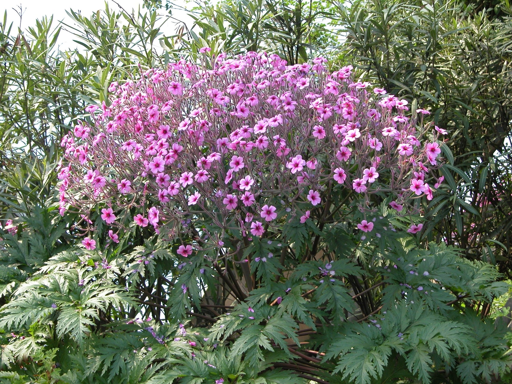 Geranium maderense – Penberth Plants