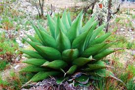 Agave gentryi – Penberth Plants
