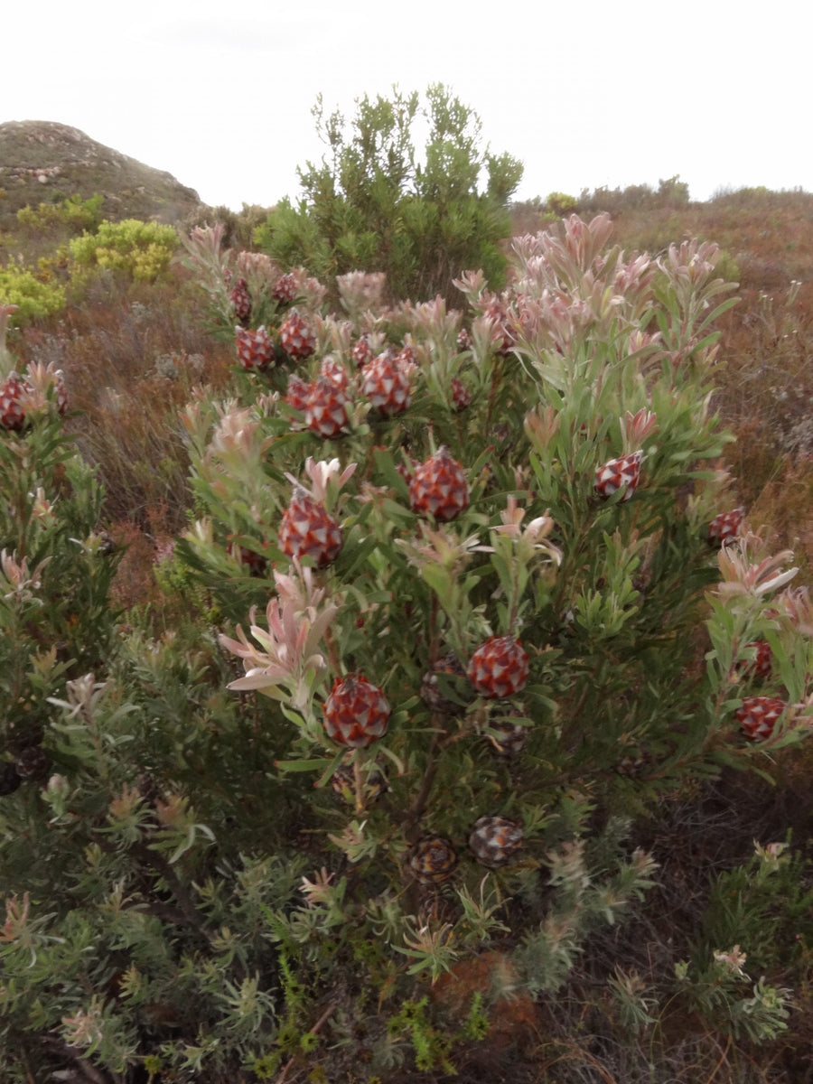Leucadendron rubrum – Penberth Plants