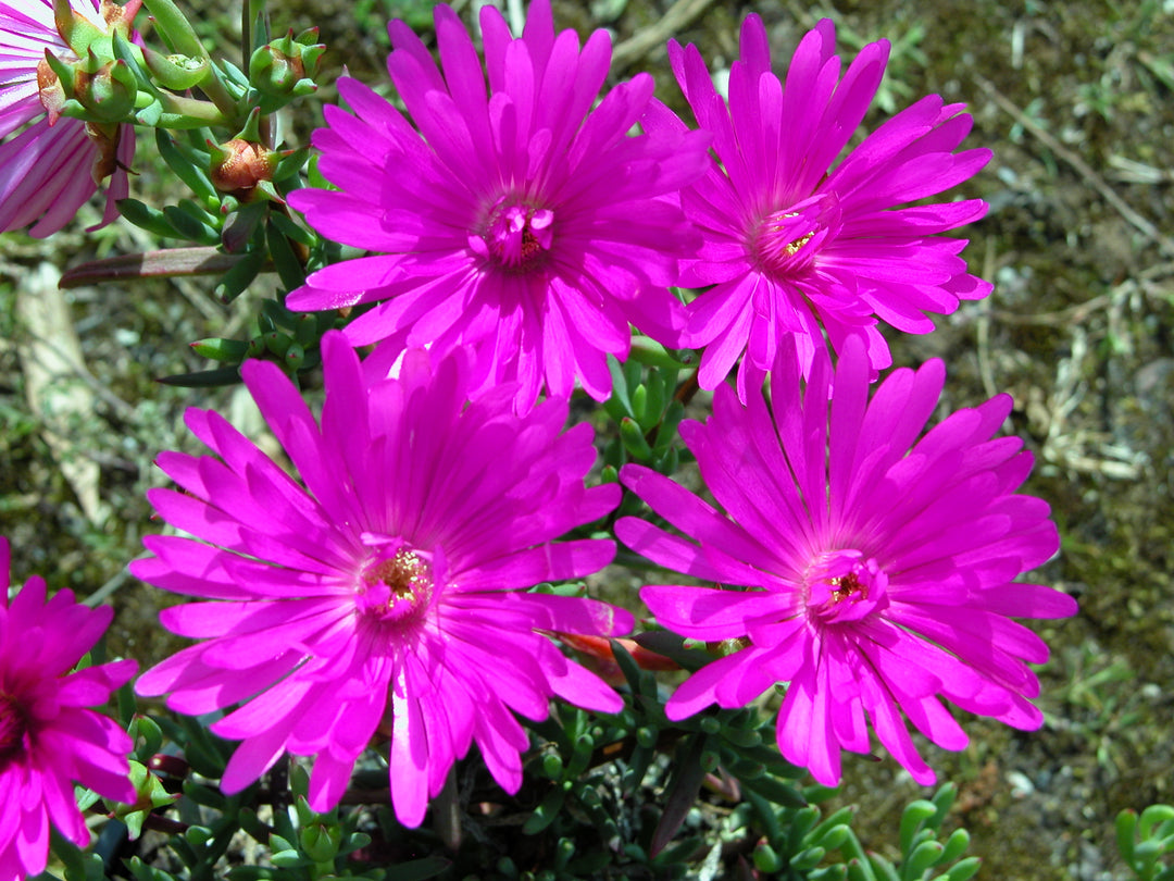 Lampranthus various – Penberth Plants