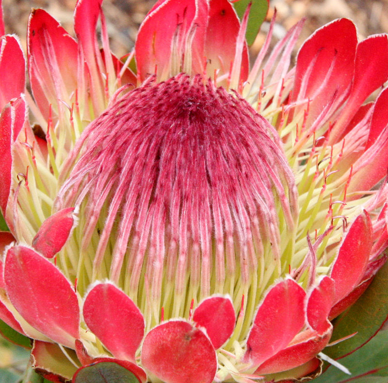 Proteaceae – Page 3 – Penberth Plants
