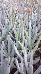 Senecio repens – Penberth Plants