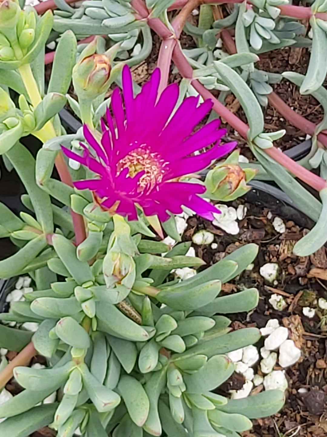 Lampranthus various – Penberth Plants
