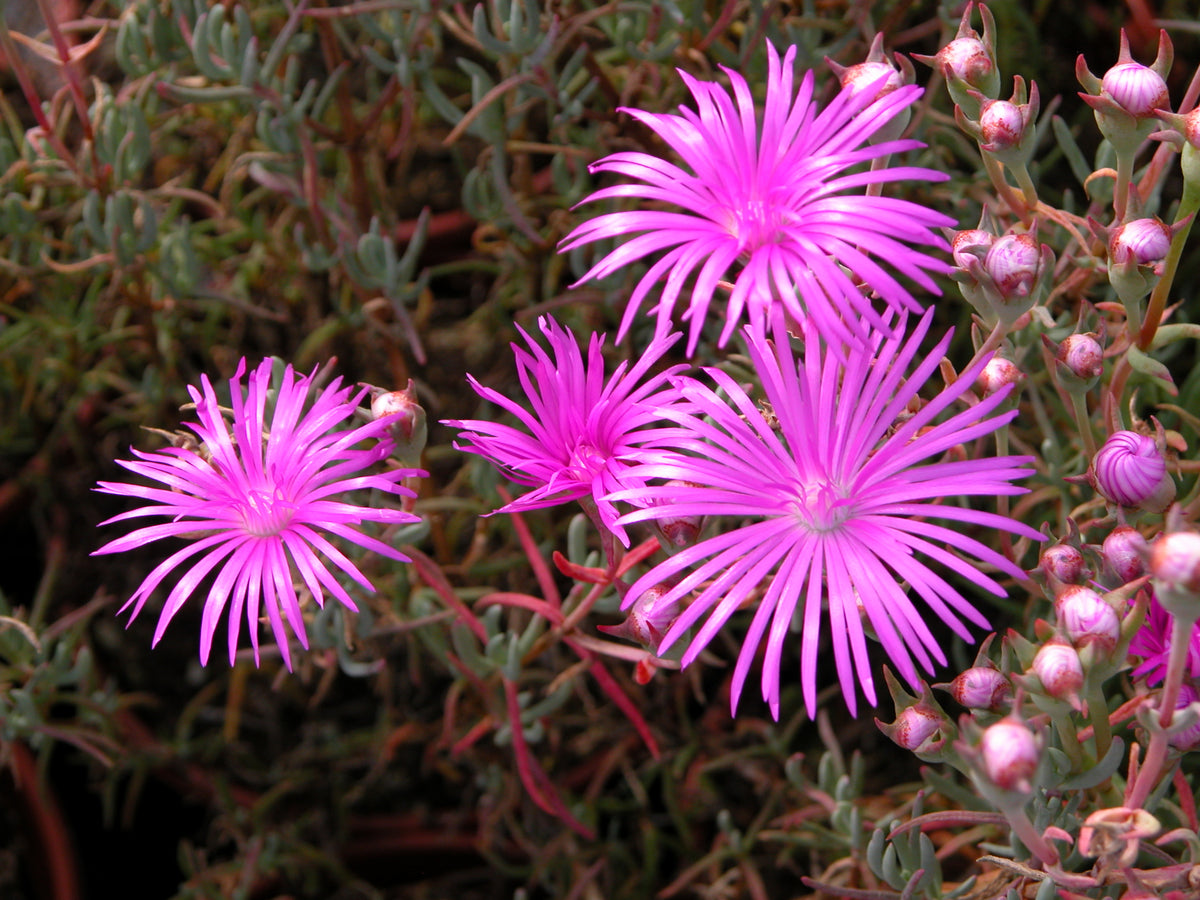 Lampranthus various – Penberth Plants
